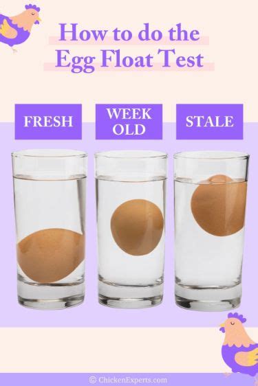 Egg Freshness Unveiled How To Master The Egg Float Test In 2024 Egg