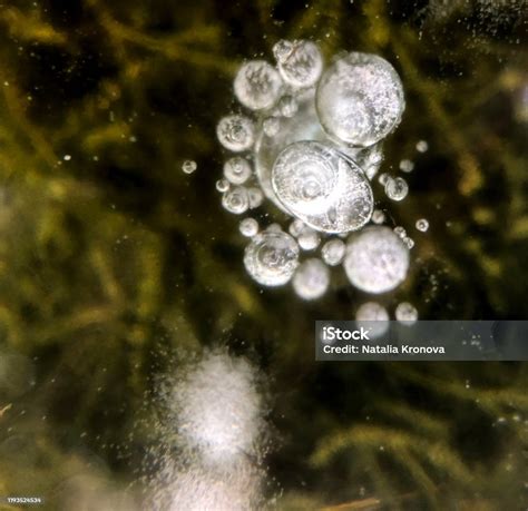 추상적 인 꽃 장미 와 얼음의 다른 패턴의 형태로 기포와 얼어 붙은 호수 물 녹조류와 어두운 바닥의 배경에 얼음 서리 형성에 그리기 디자인용 0명에 대한 스톡 사진 및 기타