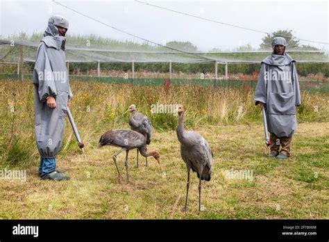 Eurasian Common Crane Chicks Grus Grus Being Exercised By Crane Mothers Great Crane