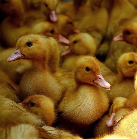 Plus De 10 Images De Ente Atas Et De Ente Pixabay