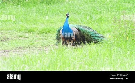 Calling Peacock Stock Videos And Footage Hd And 4k Video Clips Alamy