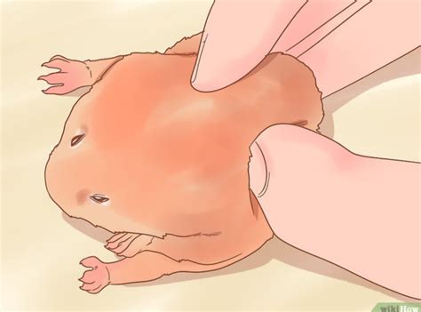How To Sex A Hamster R Notdisneyvacation