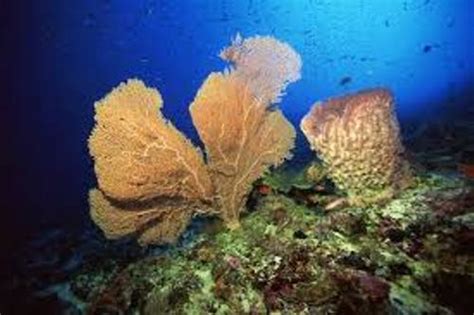 10 Interesting Sea Sponge Facts My Interesting Facts