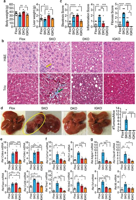 Genetic Loss Of Igf2 Prevents Hcc In Hepatocyte‐specific Srsf3 Knockout