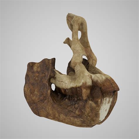 3d Model Human Skulls Sivapithecus Turbosquid 1329775