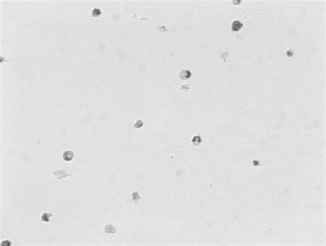 Ihc Stained Control Cells Download Scientific Diagram