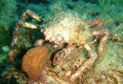 10 Mutualism Examples Moomoo Math