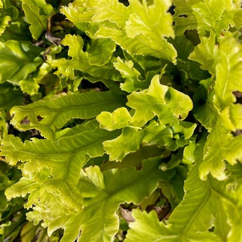 Buy Asplenium Scolopendrium Cristatum Group Online From Rv Roger