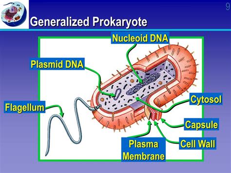 Ppt Cell Structure And Function Powerpoint Presentation Free Download Id 5488471