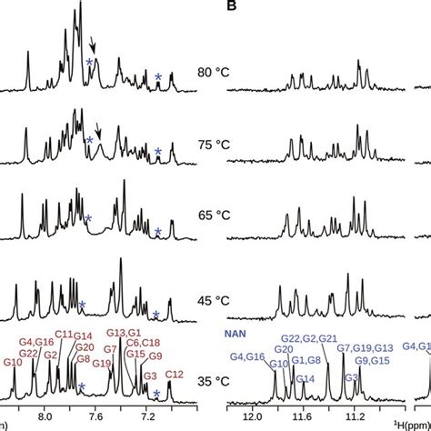 Imino And Aromatic Regions Of The Variable Temperature 1 H NMR Spectra