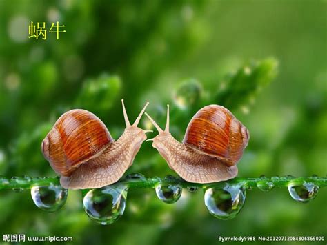 5 1 3软体动物和节肢动物 word文档在线阅读与下载 无忧文档