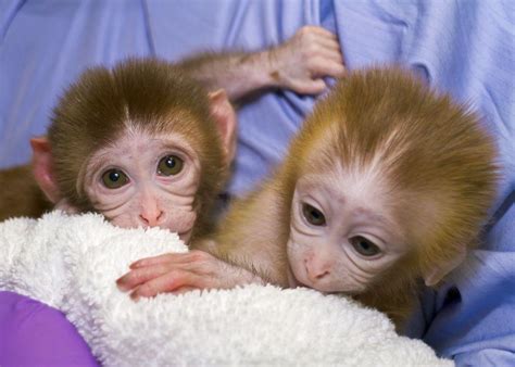 Peta Calls On Ohsu To End Animal Experiments The Lund Report
