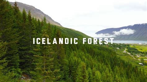 Exploring A Man Made Icelandic Forest With A Waterfall Youtube