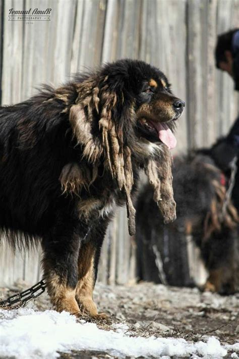 МОНГОЛ БАНХАРЫН ГӨЛӨГ 5 ТЭРБУМ ХҮРДЭГ Control Mn