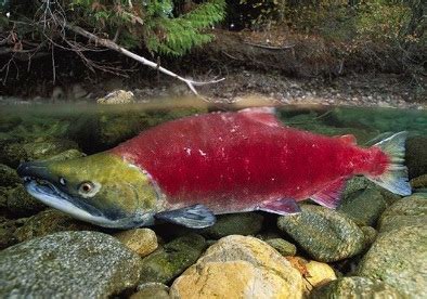 Ikan Salmon Klasifikasi Morfologi Habitat Dll Melek Perikanan