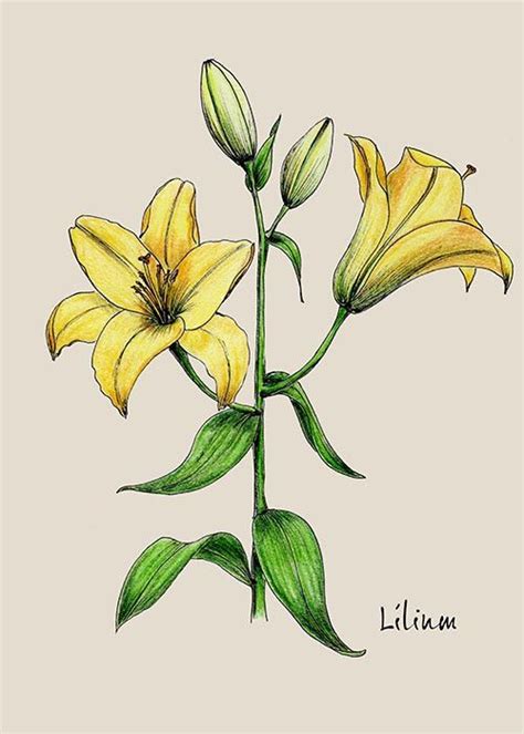 'Lilium' Poster by Olga Shashok | Displate | Lilies drawing, Botanical ...