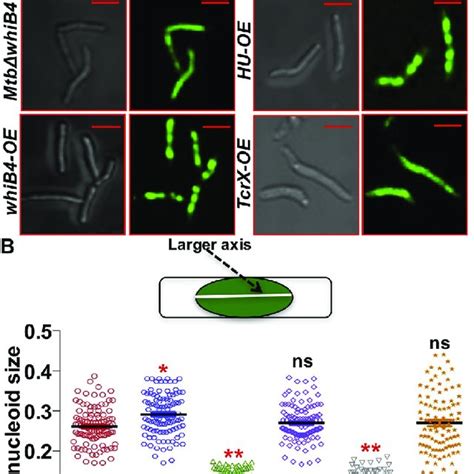 Transmission Electron Microscopic Tem Analysis Of Mtb Nucleoids Tem Download Scientific