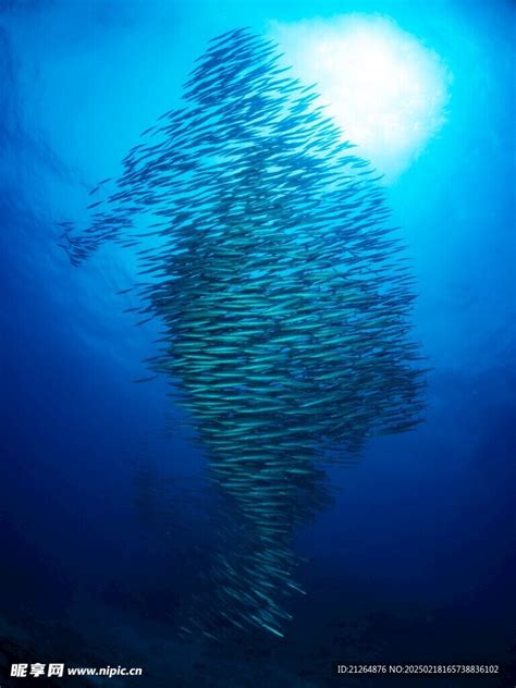 鱼群摄影图海洋生物生物世界摄影图库昵图网
