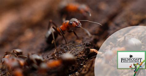 Beware Of Fire Ants After Hurricanes Pest Control Jupiter Termite