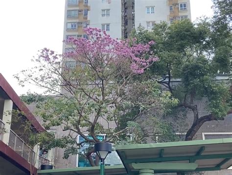 11個賞花地點一覽 公園景點打卡5大靚花 櫻花 紫花風鈴木 黃鐘木 宮粉羊蹄甲 杜鵑 分享媽
