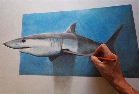 How To Draw A Mako Shark Step By Step