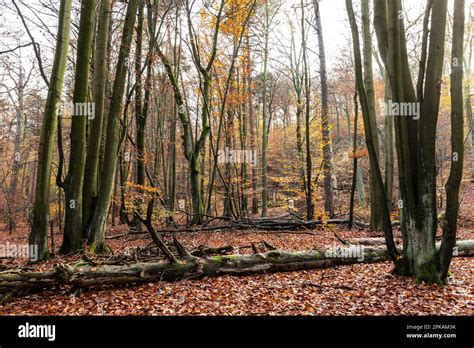 Europe Poland Silesia Krakow Czestochowa Upland Polish Jurassic