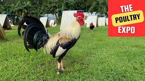 Fiestag Figba Poultry Expo Mark Celzo Doc Joel Sayson Youtube