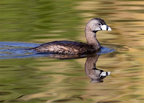 Happy Hour Birding At Arizona National Golf Course With Laurel Salvador