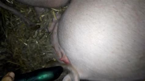Pig Pussy Play Zoo Tube 1