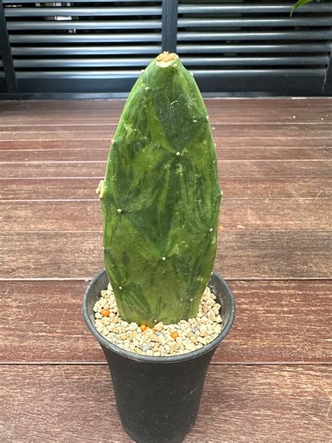 Variegated Prickly Pear Cactus Furniture And Home Living Gardening
