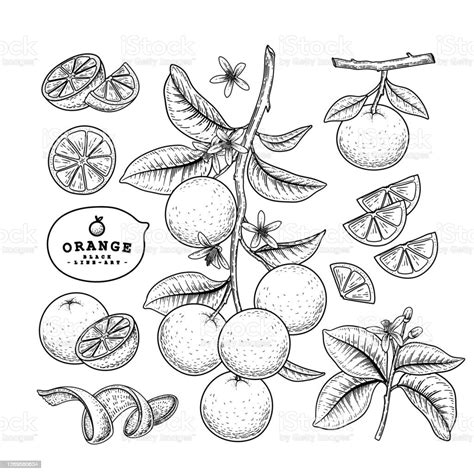 Halaman Unduh Untuk Vector Sketsa Set Dekoratif Buah Jeruk Jeruk