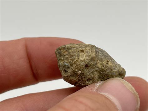 Another View Of The Cornpoopcoralwasp Nest Fossil From Se Indiana Another View Of The Cornpoopcoralwasp Nest Fossil From Se Indiana