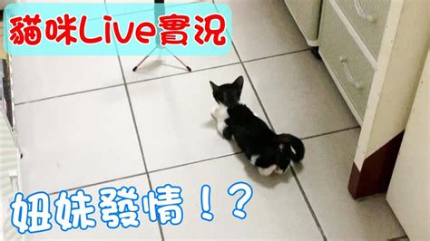 貓咪live實況20 早上差點被嚇ㄙˇ 到底是誰發情！ 汝汝杉杉與黑妞mimi醬 Youtube