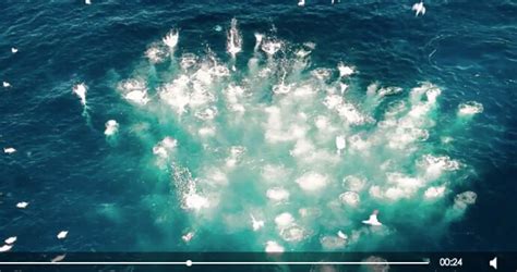 A HTML Video Player Component For Vue Js