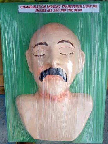 Wood Forensic Science Models At ₹ 3500piece In Ambala Id 25213321048