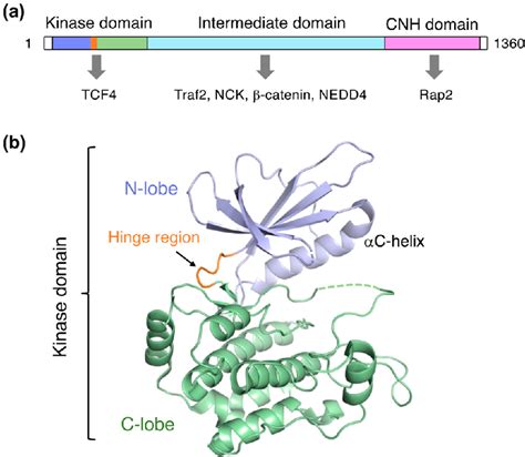 Figure 1 From Structural Insight Into Tnik Inhibition Semantic Scholar