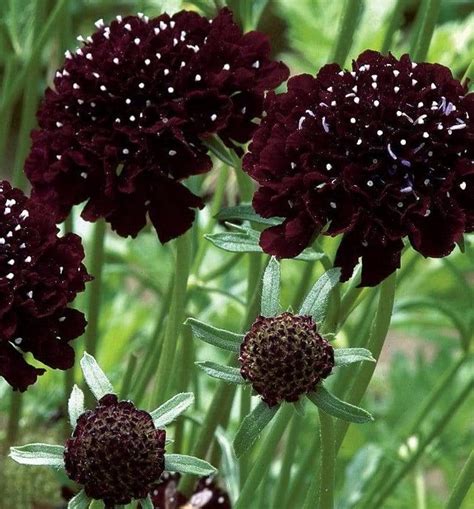 Pincushion Flower Scabiosa Black Knight 50 Seeds Dahlia Hills Farm