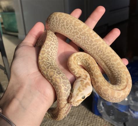 Hypo Green Burmese Python