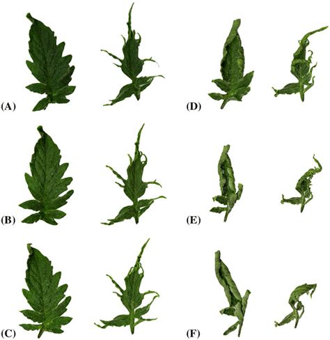 Comparison Of Leaf Phenotypes Between The WT And S MSlARF Plants Download Scientific