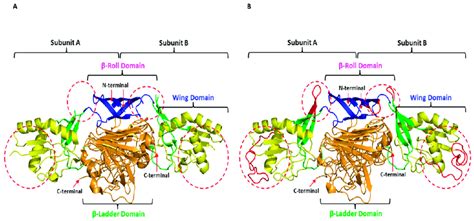 The Homo Dimer X Ray Crystal Structure Of Denv 2 Ns1 Pdb Id 4o6b And