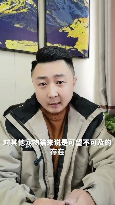 中国狸花猫在国外火了养猫人 狸花猫 萌宠出道计划 新手养猫 Youtube