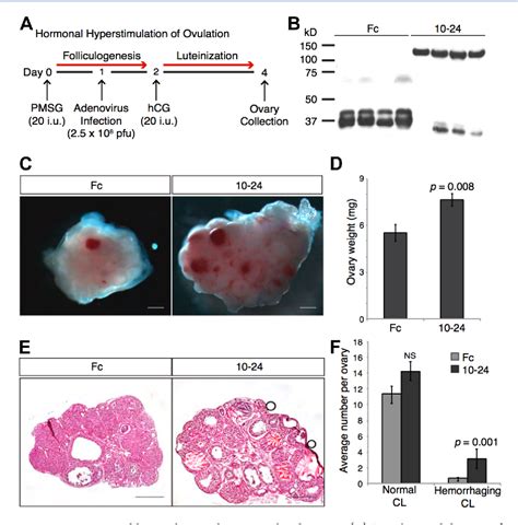 Figure 3 From Inhibition Of Jagged Specific Notch Activation Reduces