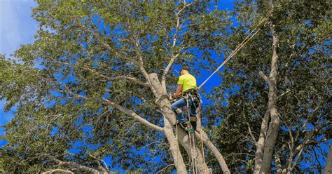 How To Trim An Oak Tree Without Killing It