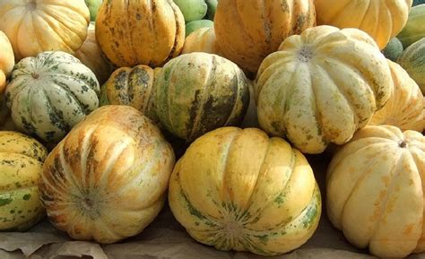 Mengenal Buah Blewah Dari Cara Memilih Hingga Manfaat Alat Pertanian