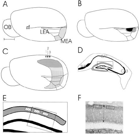 Three Schematic Drawings Of The Mouse Brain A Cortex Of The Mouse Download Scientific