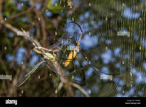 A Large Northern Golden Orb Weaver Or Giant Golden Orb Weaver Spider