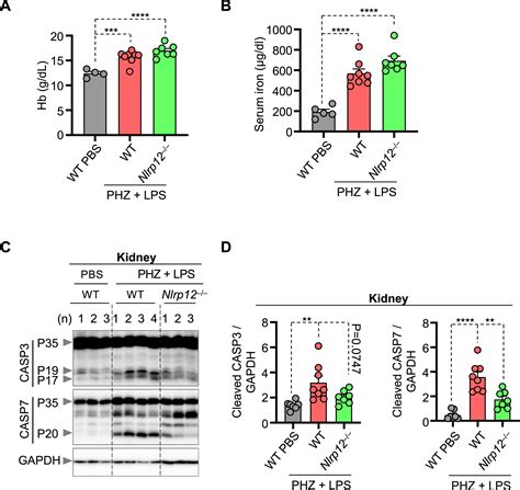 Nlrp12 Panoptosome Activates Panoptosis And Pathology In Response To
