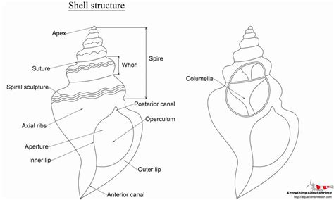 Snails External Anatomy Shrimp And Snail Breeder Snails External Anatomy Shrimp And Snail Breeder