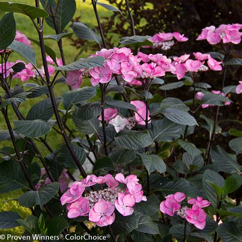 Hydrangea Macrophylla ‘horabstra Kiefer Nursery Trees Shrubs