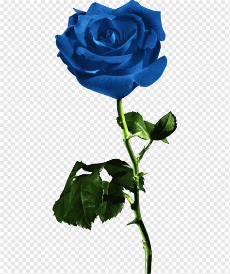 정원 장미 파란 장미 꽃 빨강 장미 Png Pngwing